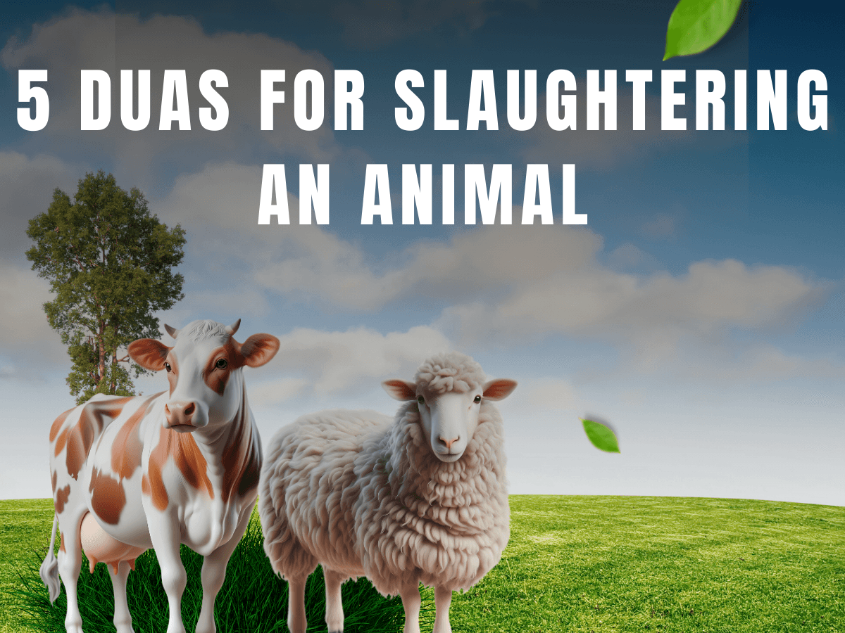Dua for slaughtering an Animal! What to say before slaughtering an ...